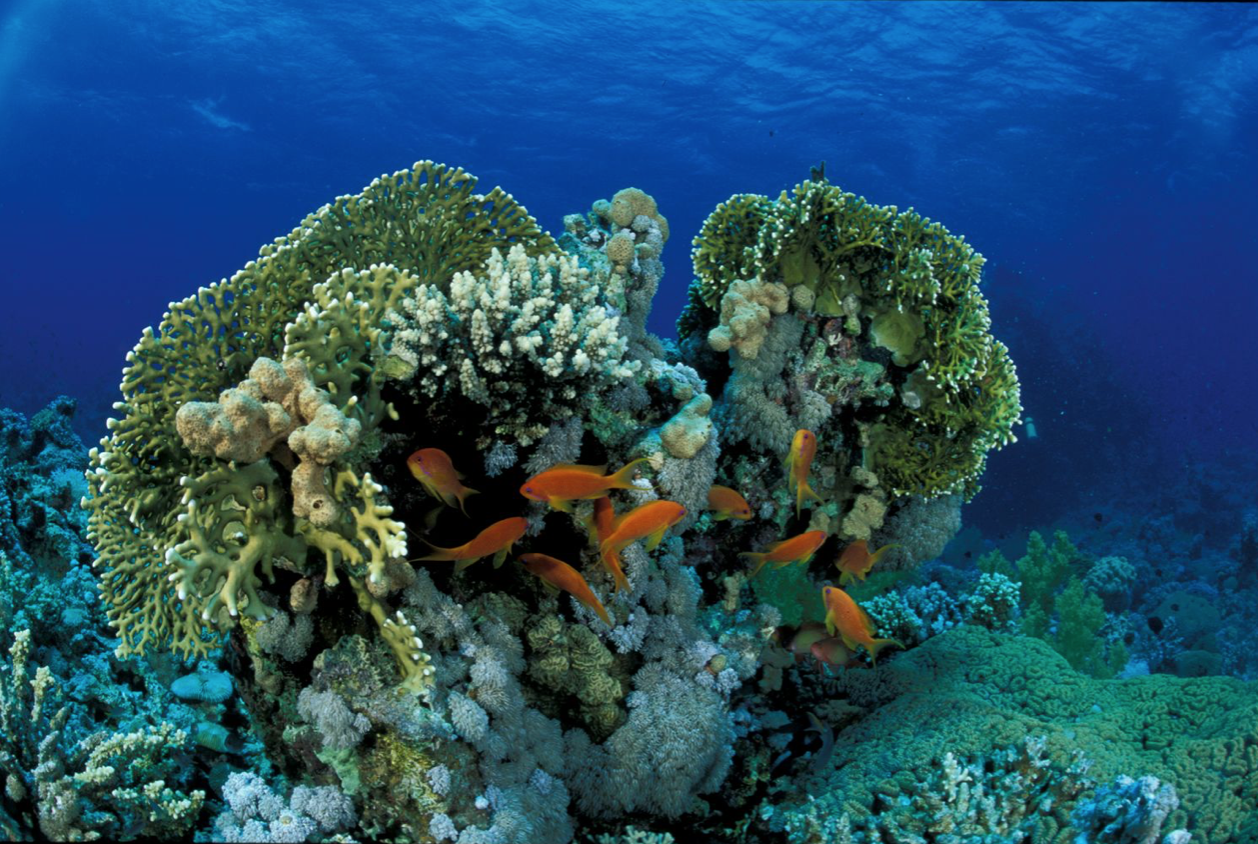 Aqaba: The Jordanian Jewel of the Red Sea